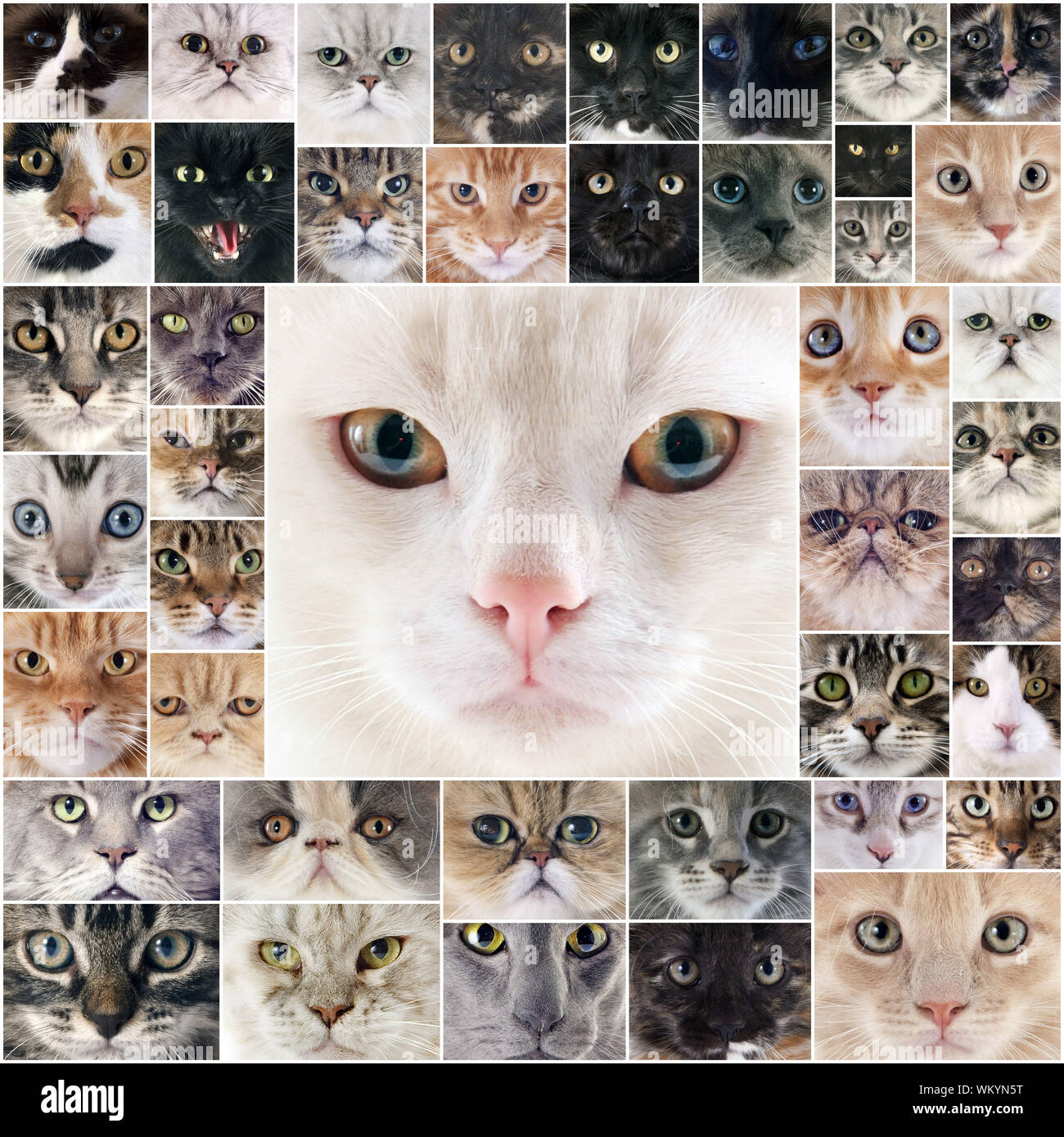 composite picture of group of purebred cats Stock Photo - Alamy