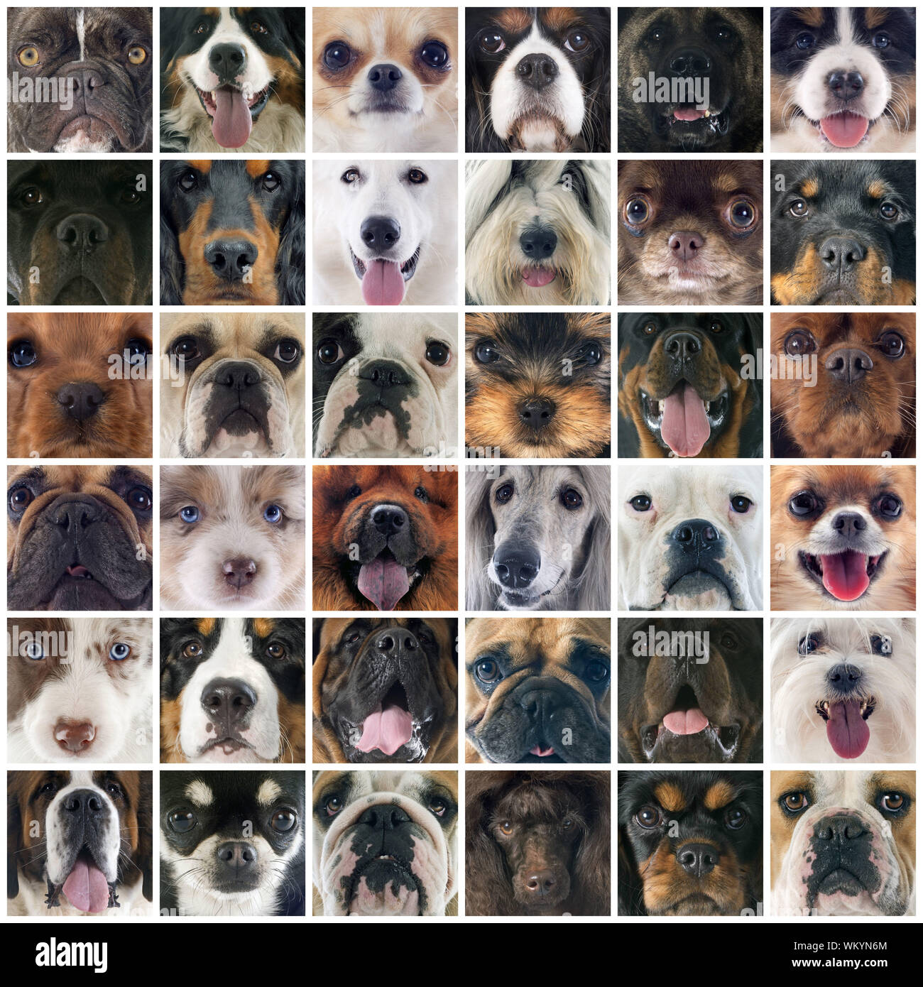 composite picture of group of purebred dogs Stock Photo - Alamy