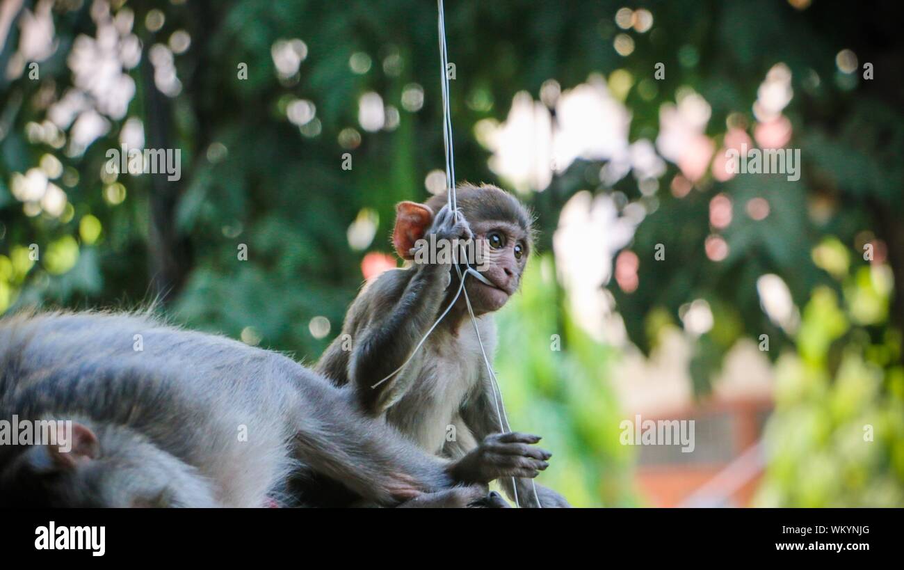Monkey holding hi-res stock photography and images - Alamy
