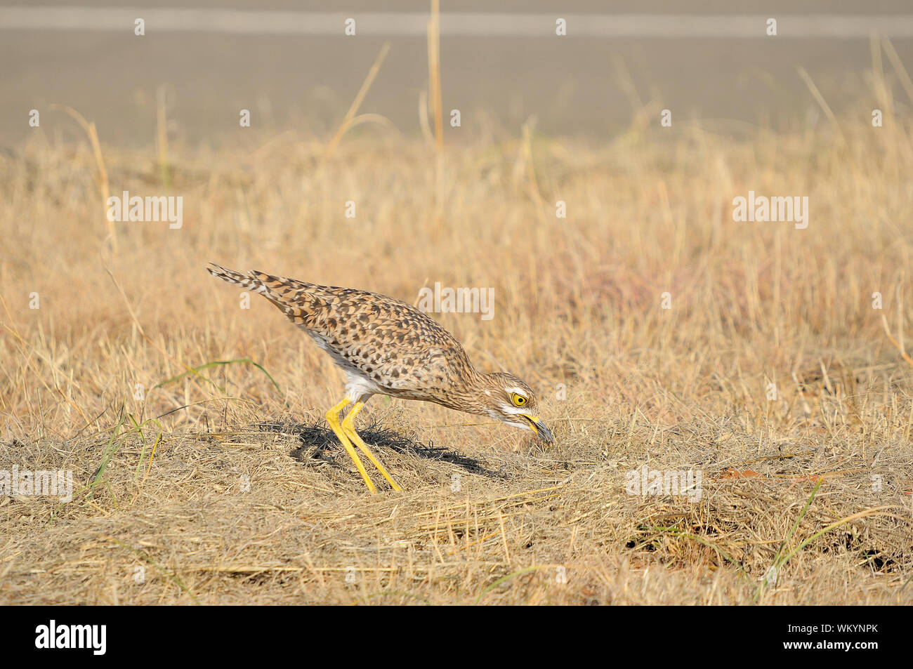Spotted thick-knee also known as Cape thick-knee, Burhinus capensis ...