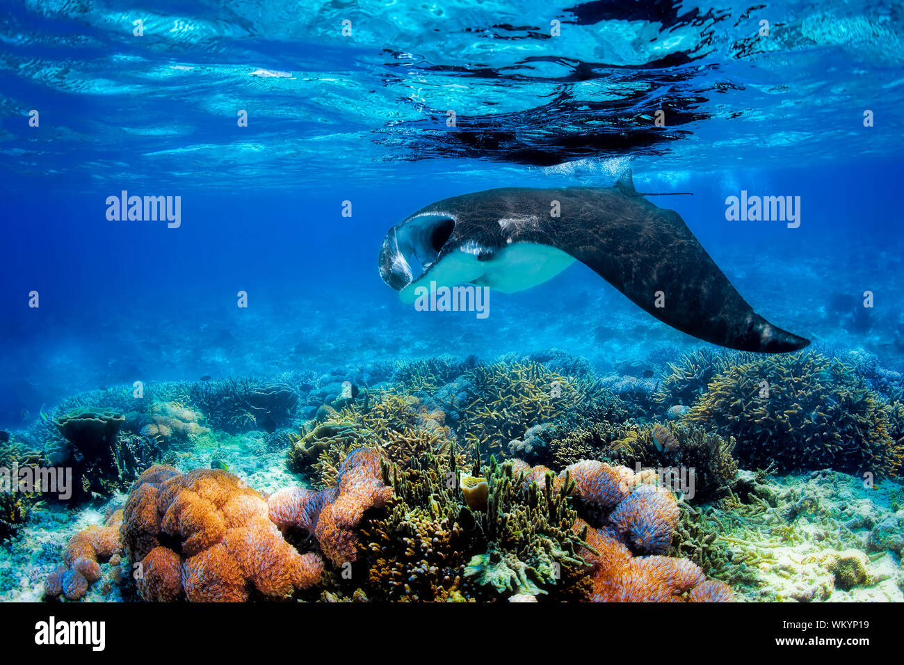 Black manta ray hi-res stock photography and images - Alamy