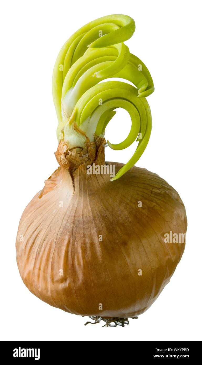 Head bow isolated on white background Stock Photo - Alamy