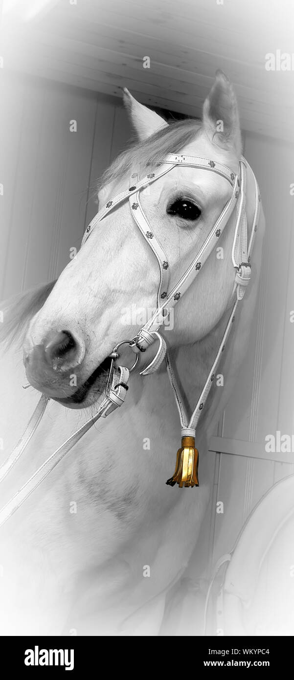 White horse with a golden bell Stock Photo - Alamy