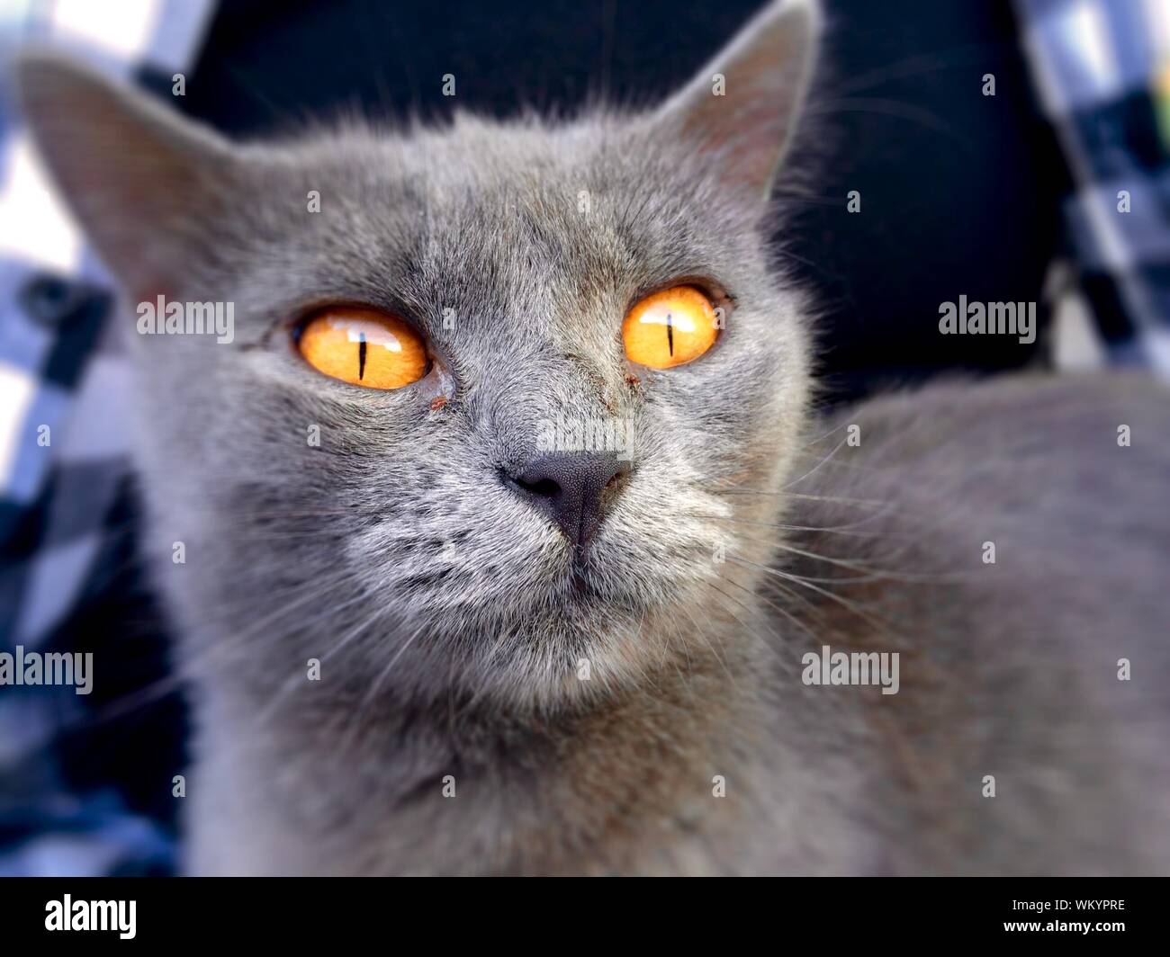 Chartreux cat hi-res stock photography and images - Alamy
