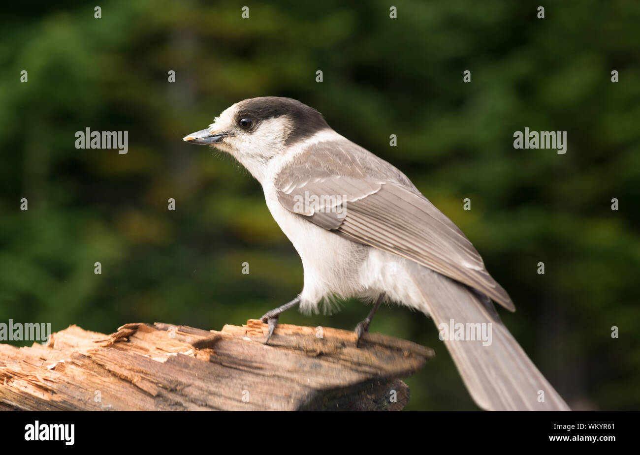Grey jay friendly bird hi-res stock photography and images - Alamy
