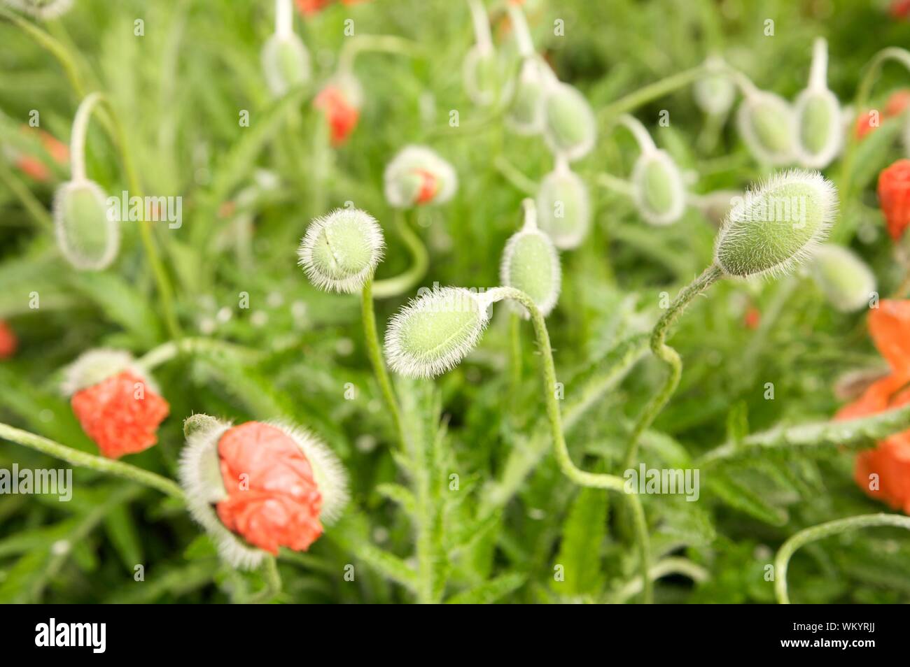 multiple green buds of red flowers at a park Stock Photo - Alamy