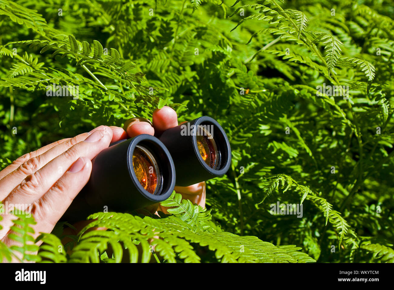 Binoculars in hand peeking from the bushes Stock Photo - Alamy