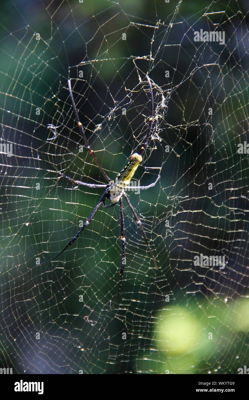 yellow spider in bali Stock Photo - Alamy