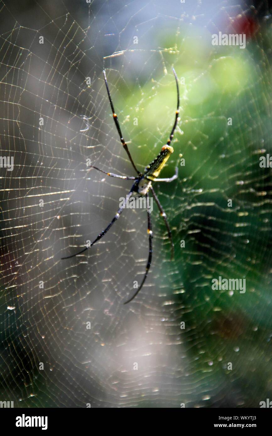 yellow spider in bali Stock Photo - Alamy