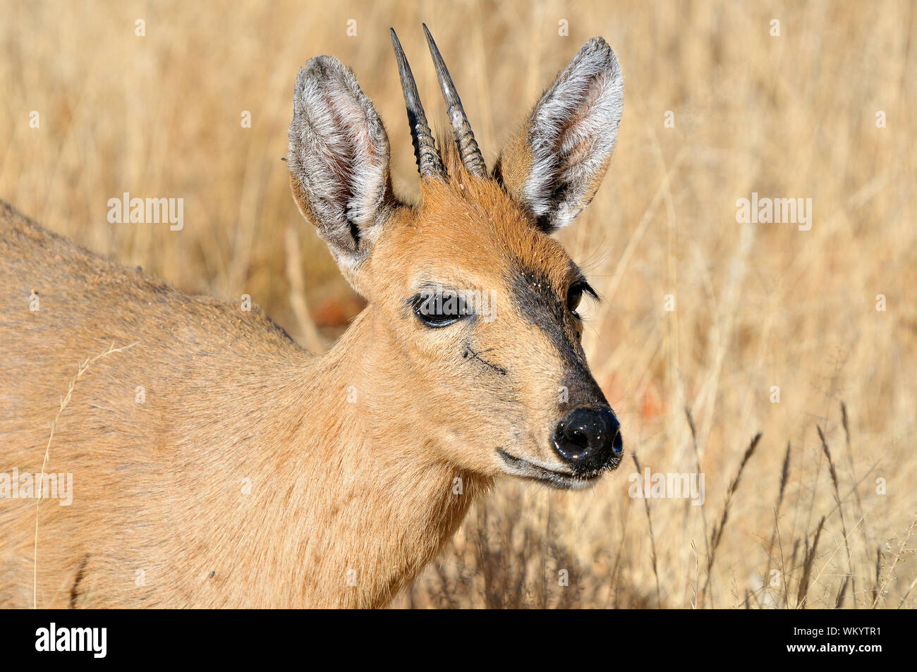 Duiker ram hi-res stock photography and images - Alamy