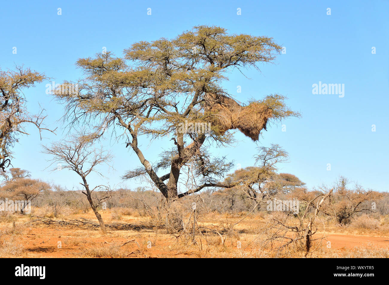 Camelthorn Tree with Sociable Weaver community nest Stock Photo - Alamy