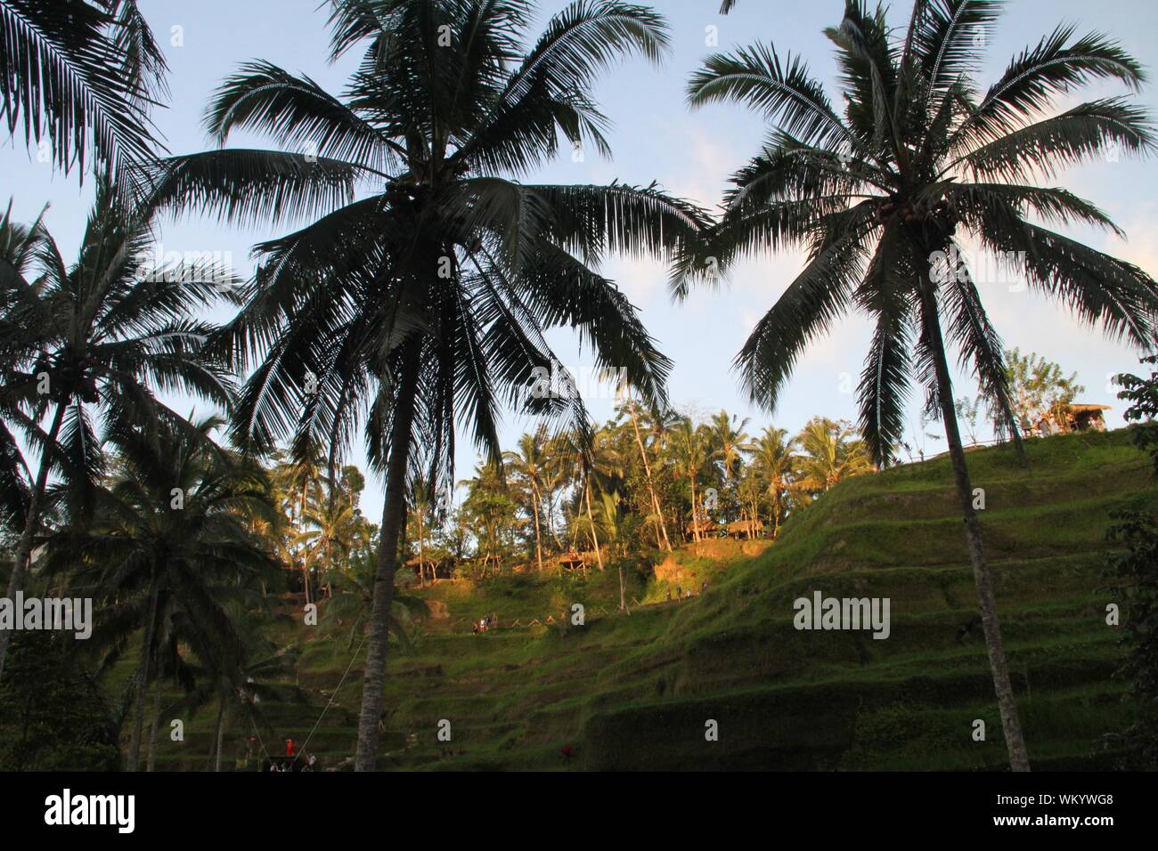 rice terrace Bali Stock Photo - Alamy
