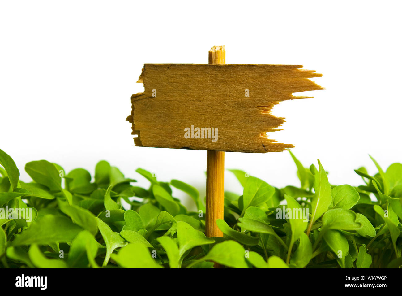 sign a pointer to the board isolated on white background Stock Photo ...