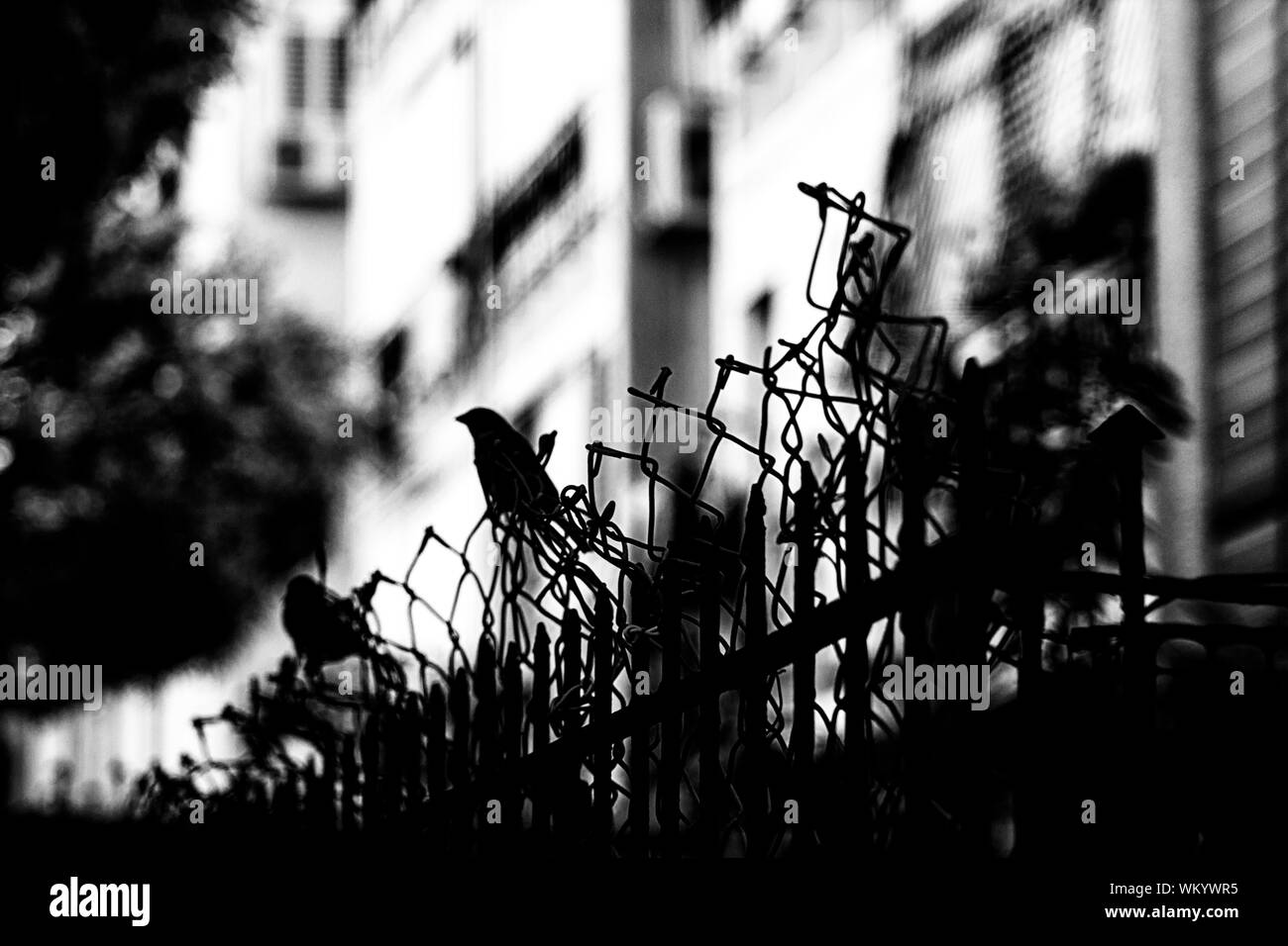 Sparrow silhouette hi-res stock photography and images - Alamy