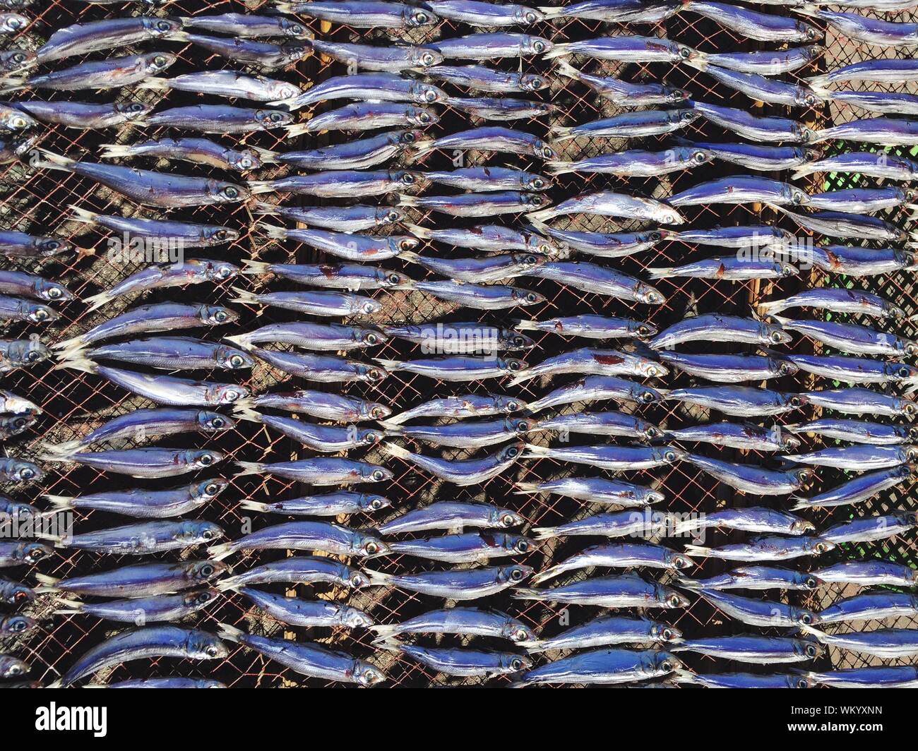 Full in net hi-res stock photography and images - Alamy