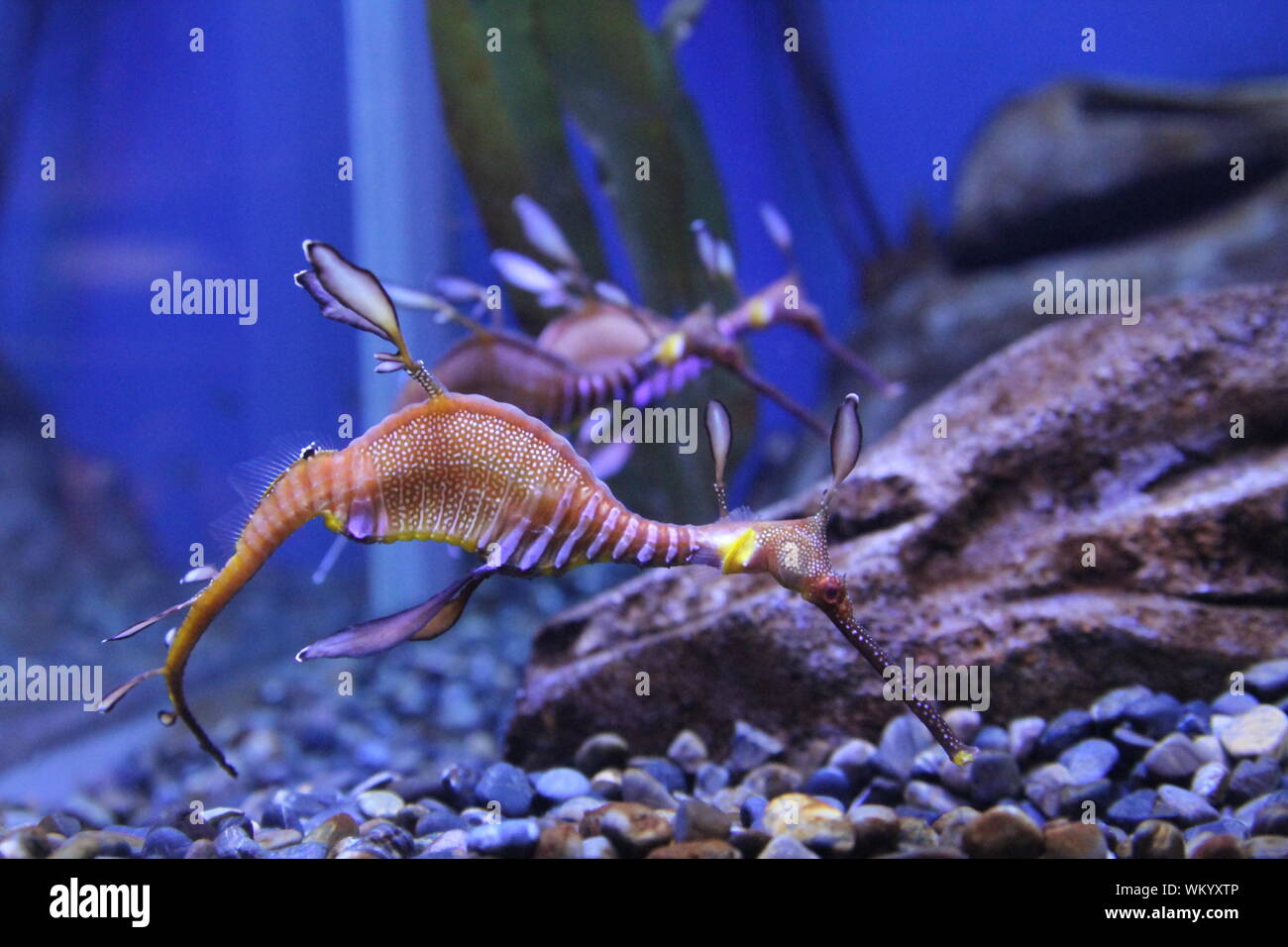 Weedy Sea Dragon Stock Photos & Weedy Sea Dragon Stock Images - Alamy