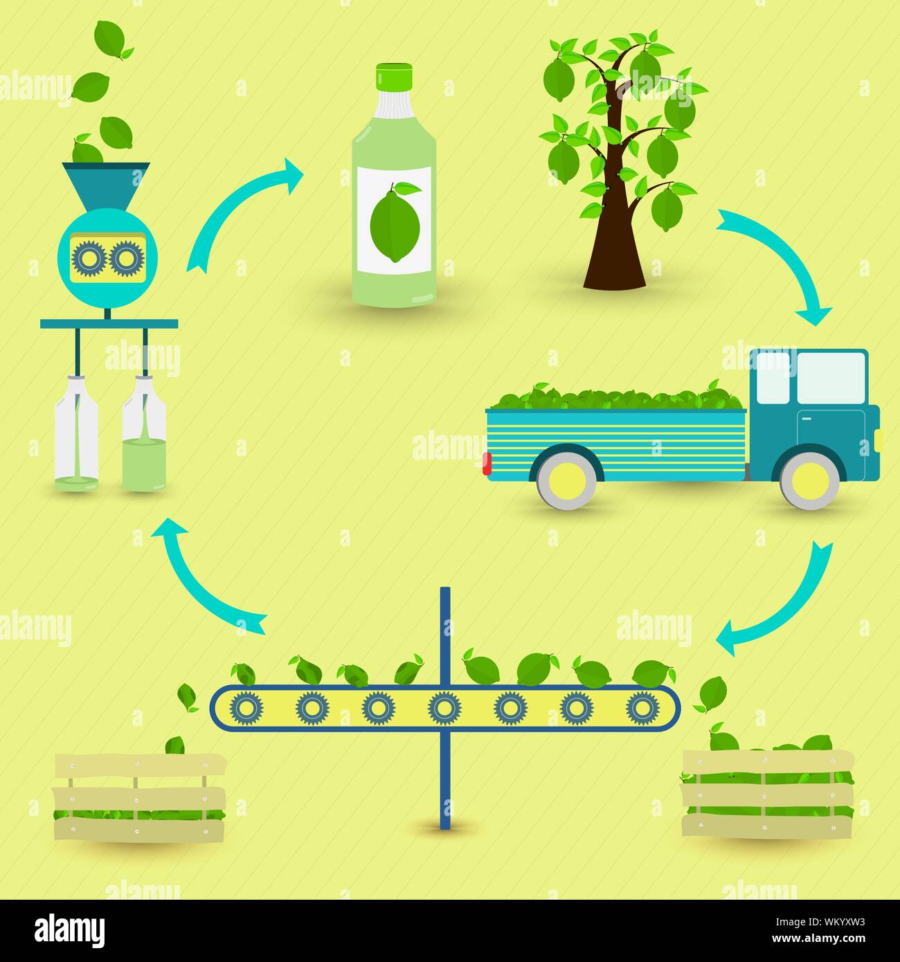 Lemon juice production steps. Lemon tree, harvest, transport ...