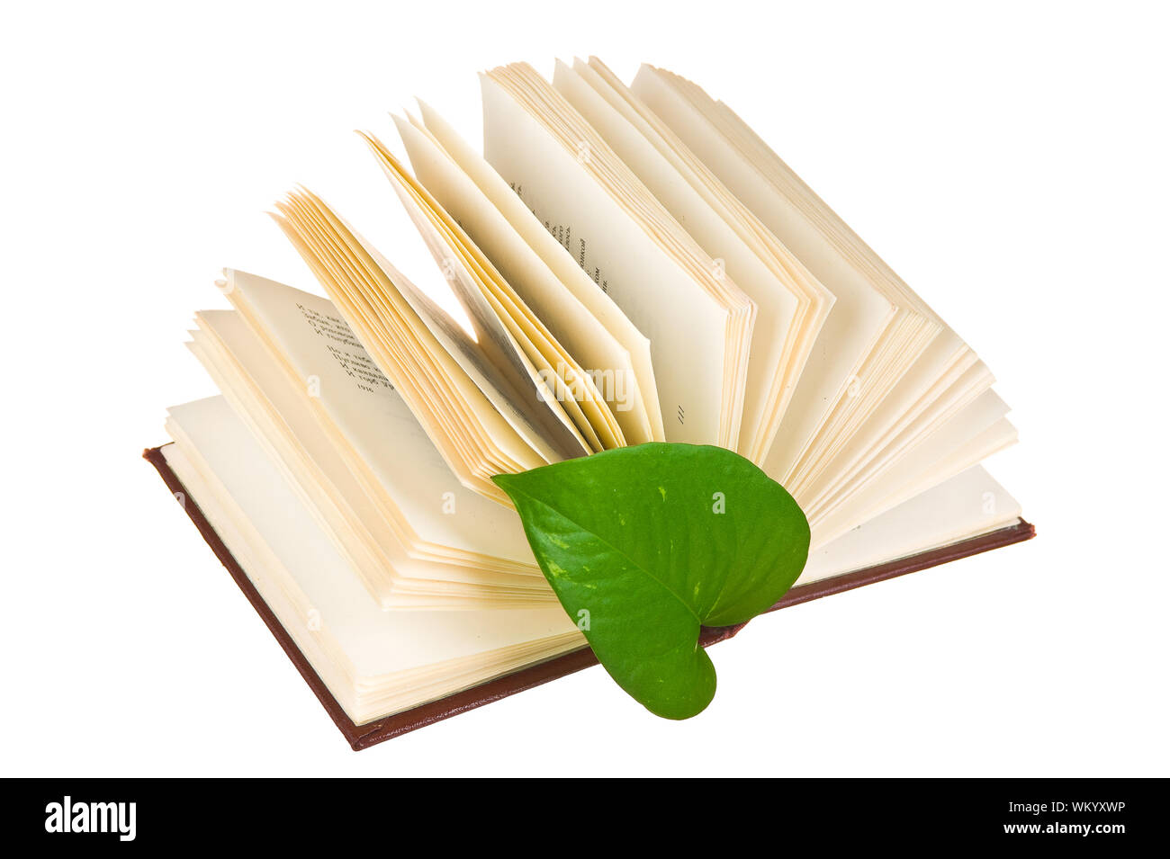 Launched book with a green leaf isolated on white background Stock ...