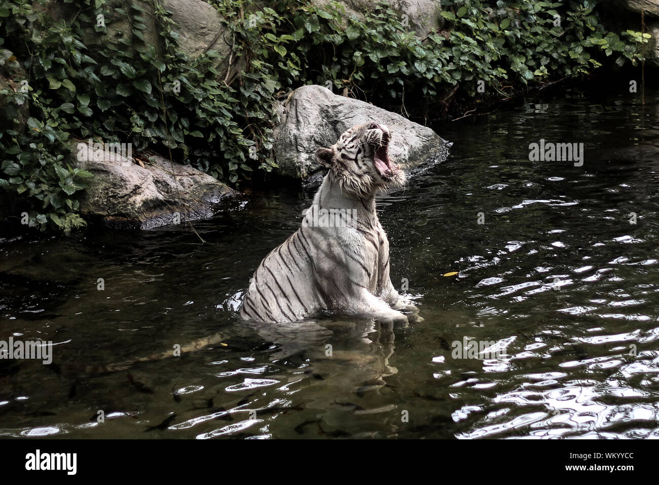 White tiger water hi-res stock photography and images - Alamy