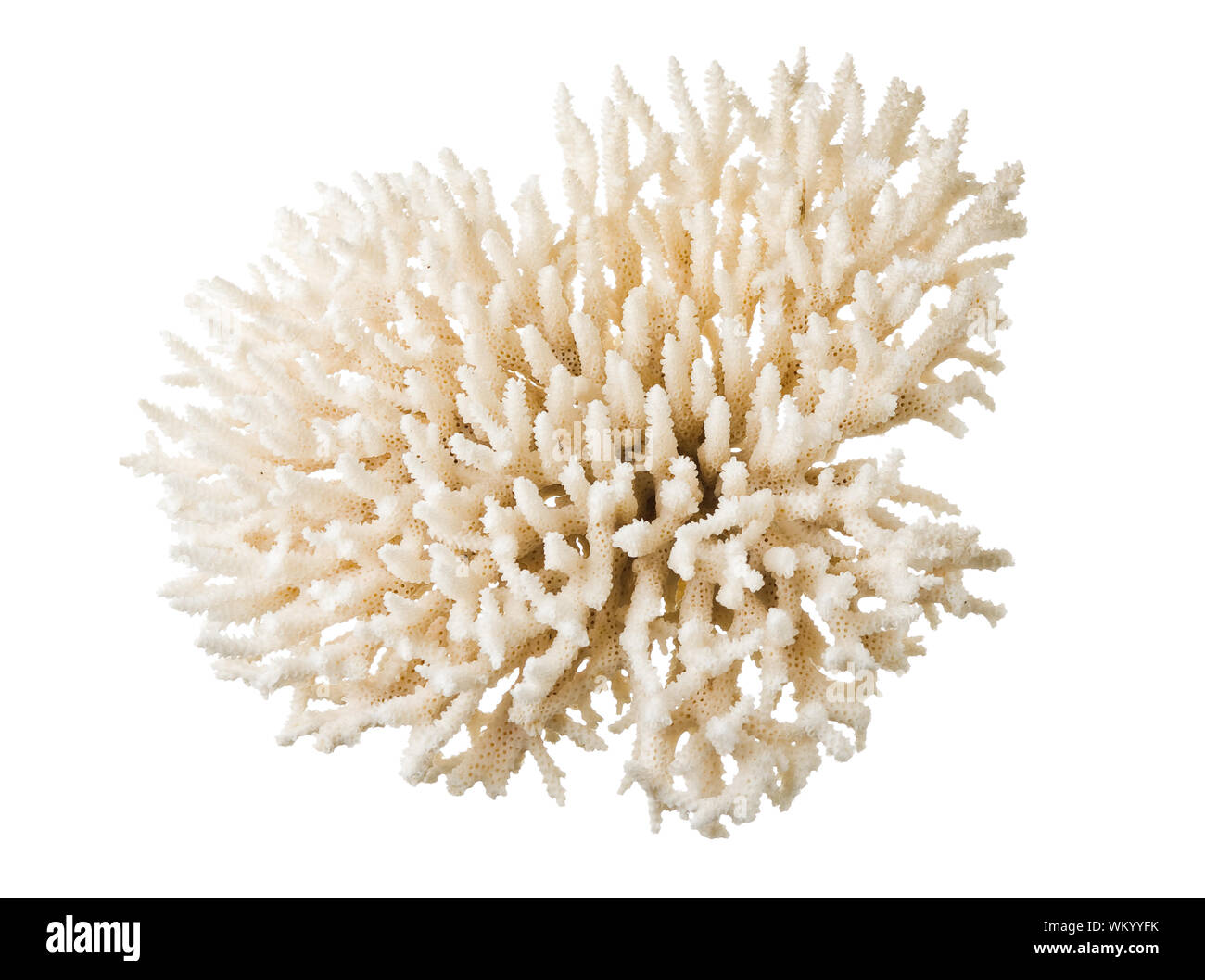 coral isolated on a white background Stock Photo - Alamy