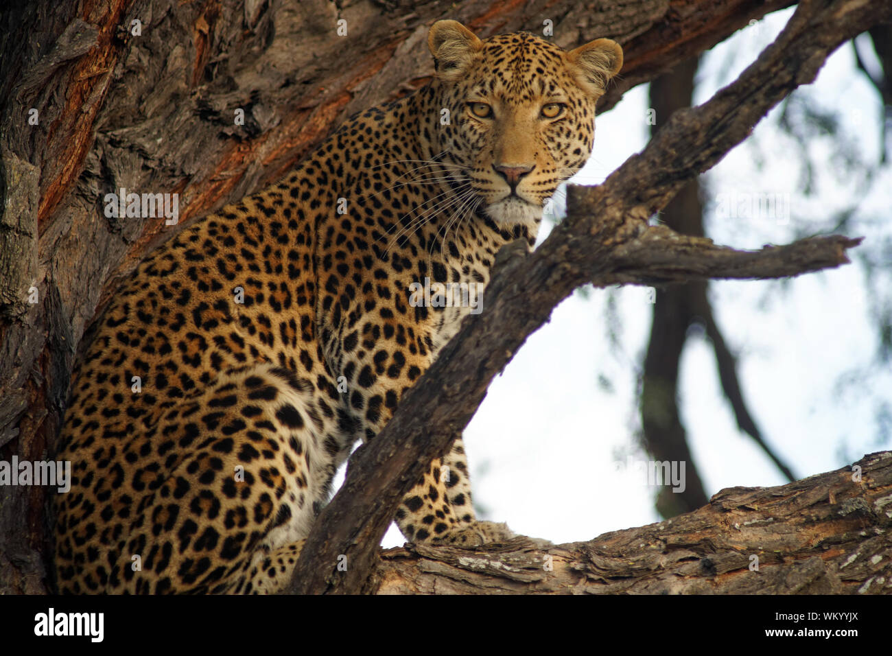 Leopard sitting on tree hi-res stock photography and images - Alamy