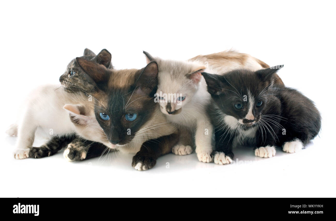 beautiful purebred siamese cat and her kitten Stock Photo - Alamy