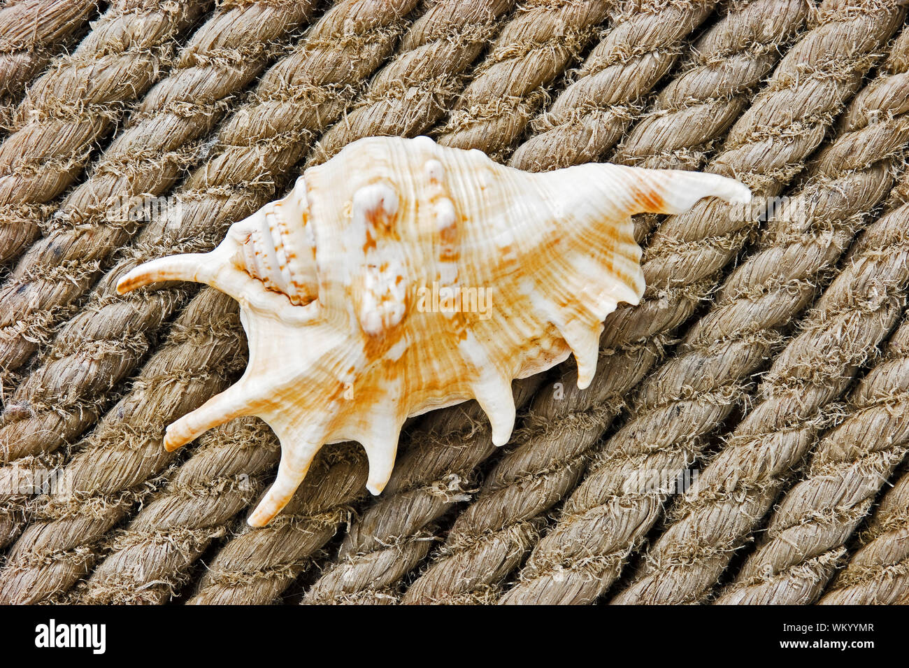 Shell on the background of the ropes Stock Photo - Alamy