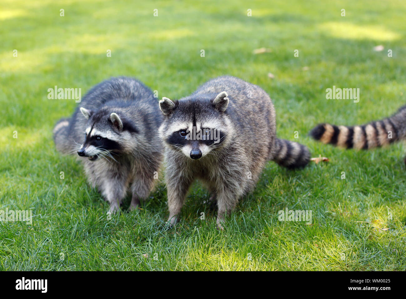 Two raccoon hi-res stock photography and images - Alamy