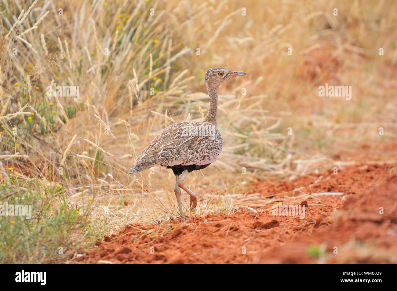 Red crested bustard hi-res stock photography and images - Alamy
