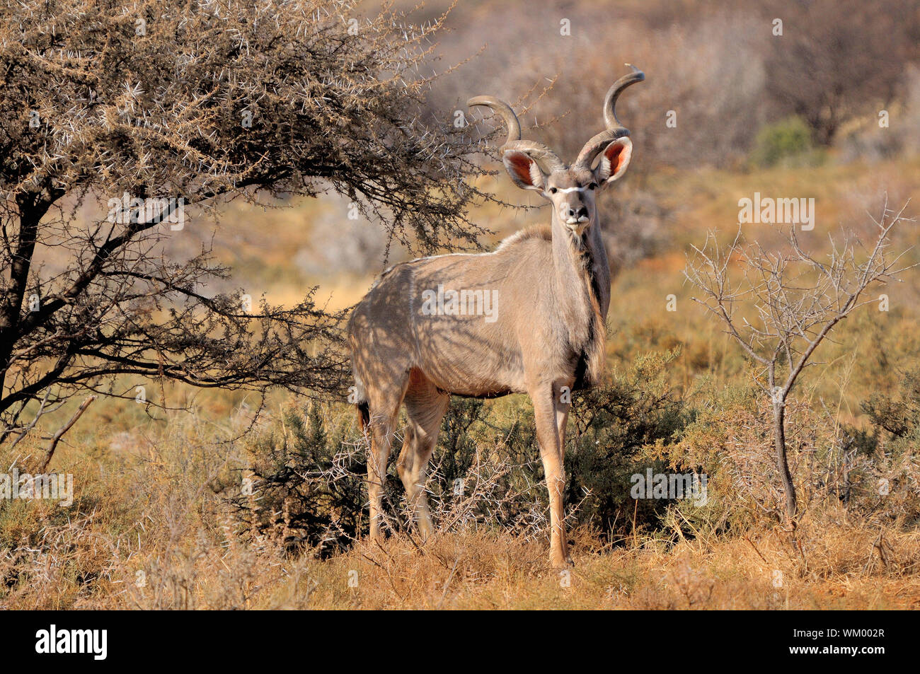 Mokala tree hi-res stock photography and images - Alamy