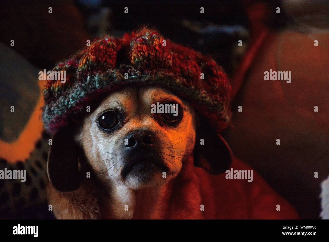 Dog with hat hi-res stock photography and images - Alamy