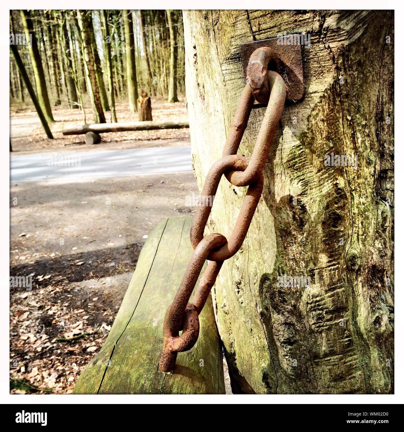 Tree foreground Cut Out Stock Images & Pictures - Alamy