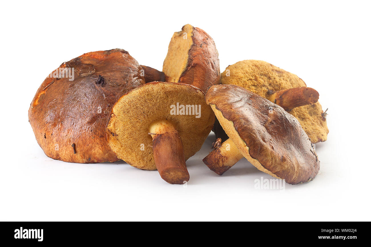 Annulated hi-res stock photography and images - Alamy