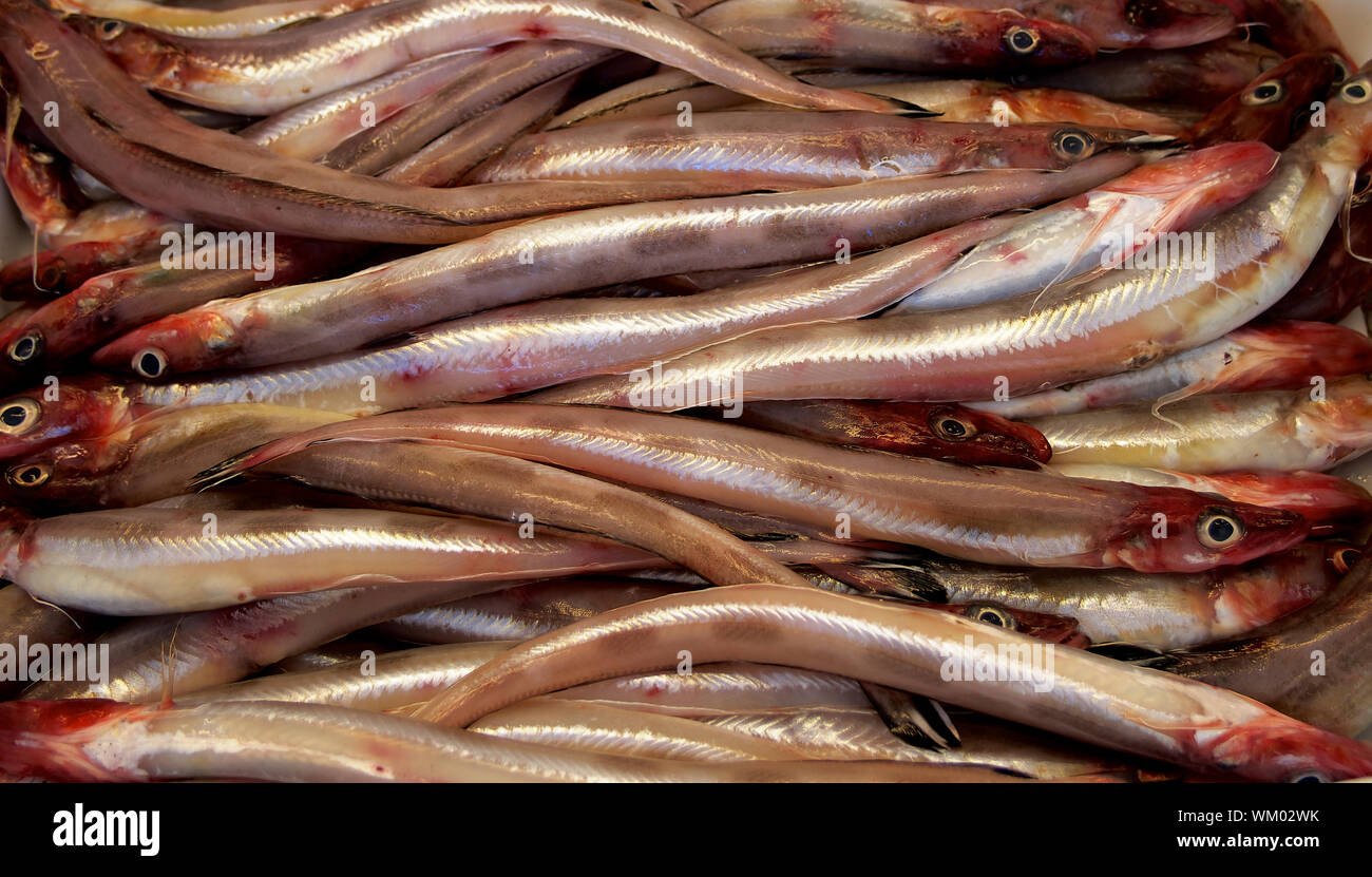 Silver eel hi-res stock photography and images - Alamy