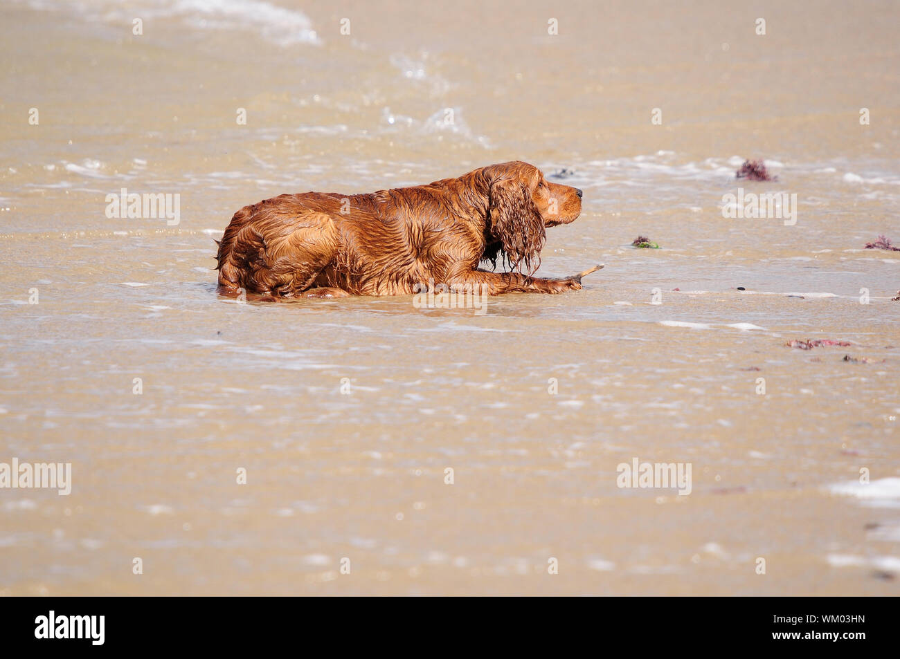 Wet English Cocker Spaniel playing on the beach Stock Photo - Alamy