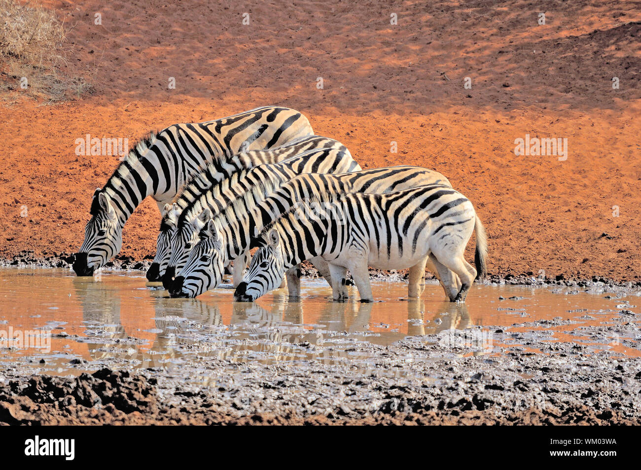 Zebras drinking water at the Haak en Steek waterhole in the Mokala ...
