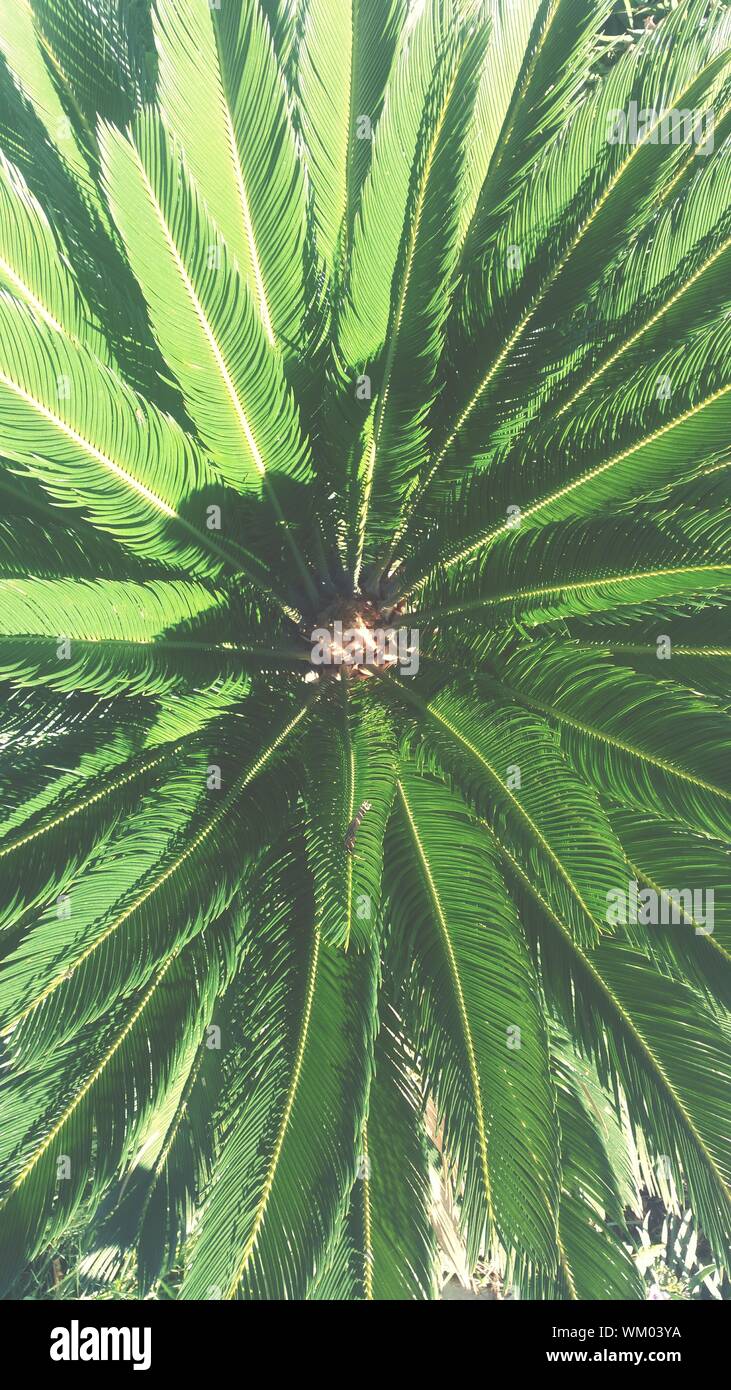 Sago tree hi-res stock photography and images - Alamy