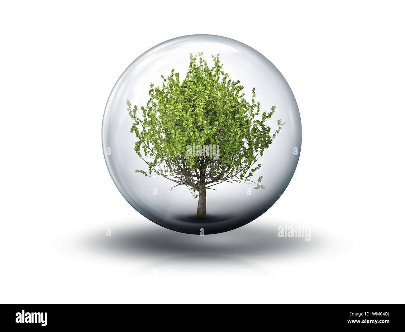 Nice shape tree Cut Out Stock Images & Pictures - Alamy