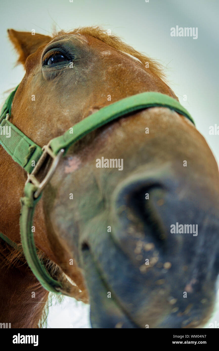 Fancy Cattle High Resolution Stock Photography and Images - Alamy