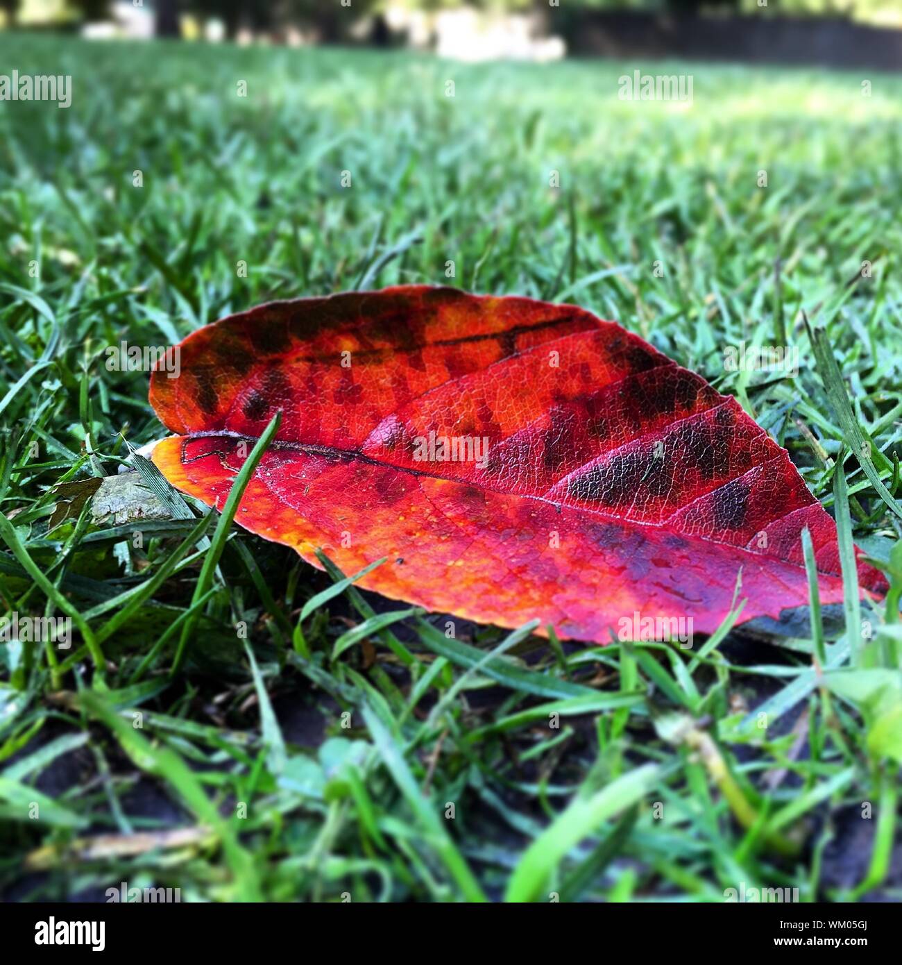 Leaf on the grass hi-res stock photography and images - Alamy