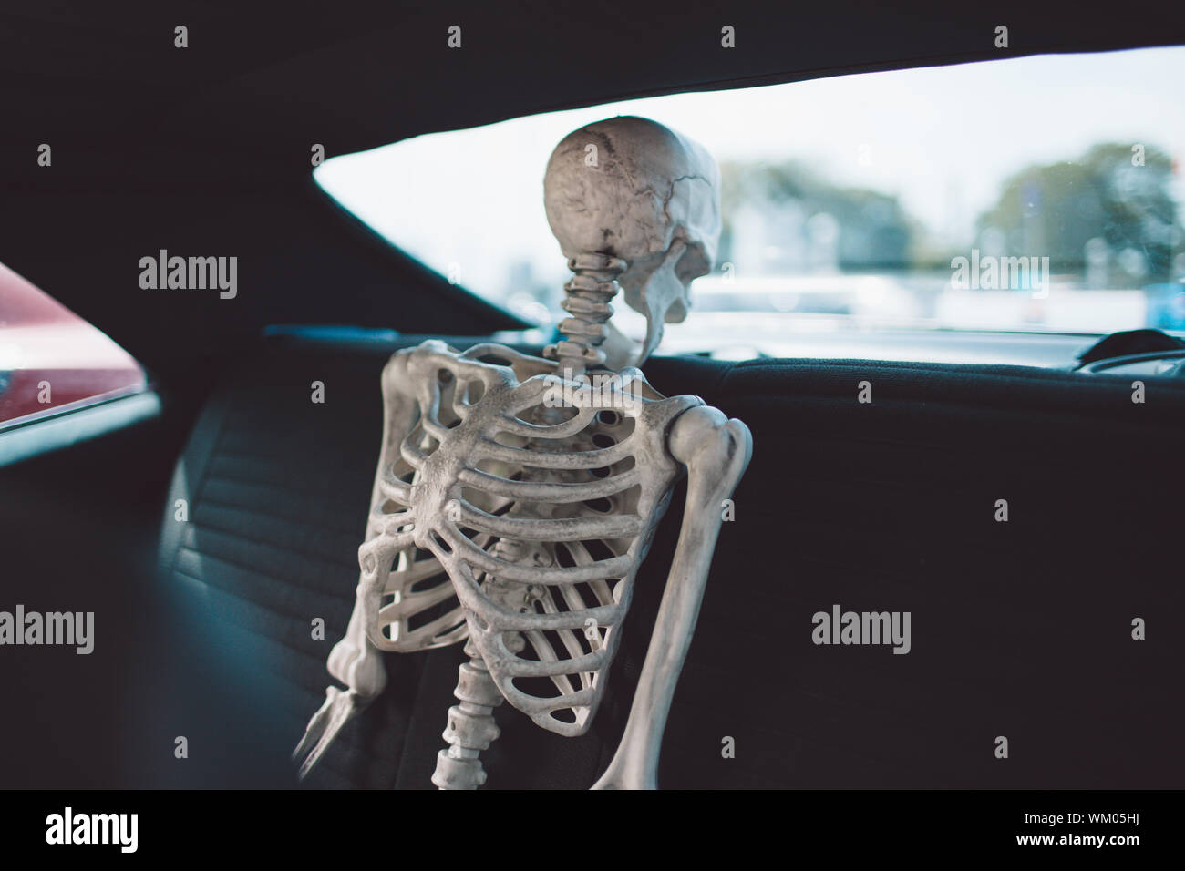 Skeleton Transportation High Resolution Stock Photography and Images ...