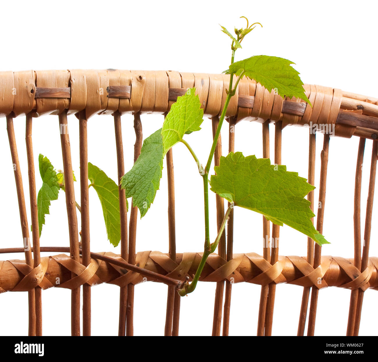green grape germ Isolated on white background Stock Photo - Alamy