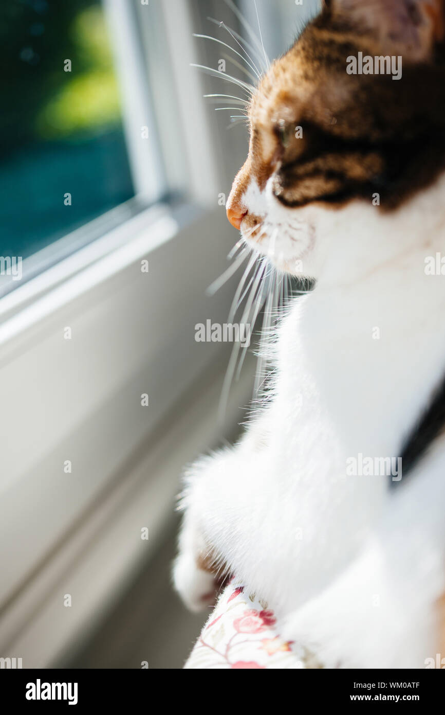 Side view of curious cat looking through the window Stock Photo - Alamy