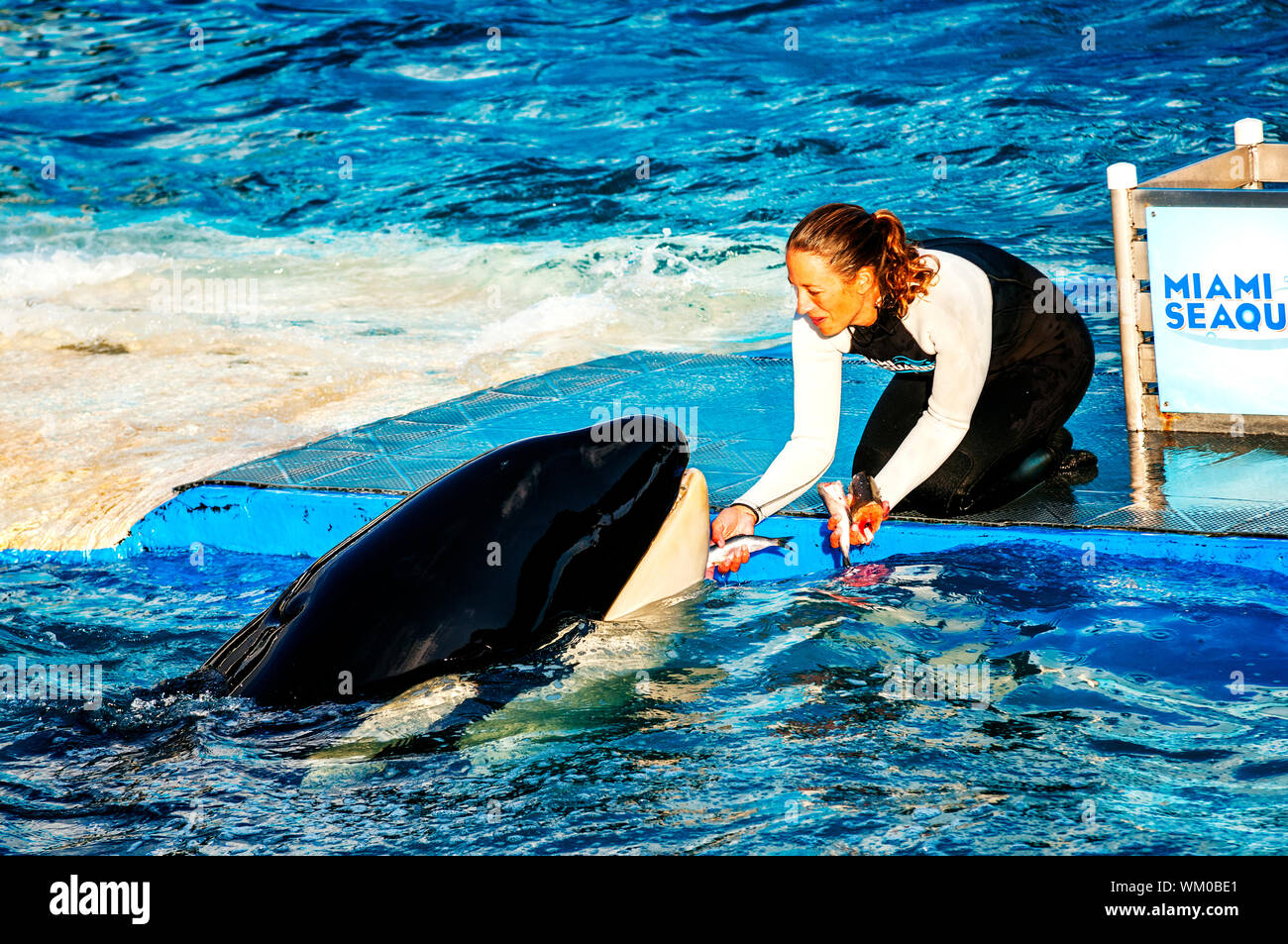 MIAMI,US - JANUARY 24,2014: Lolita,the killer whale at the Miami ...