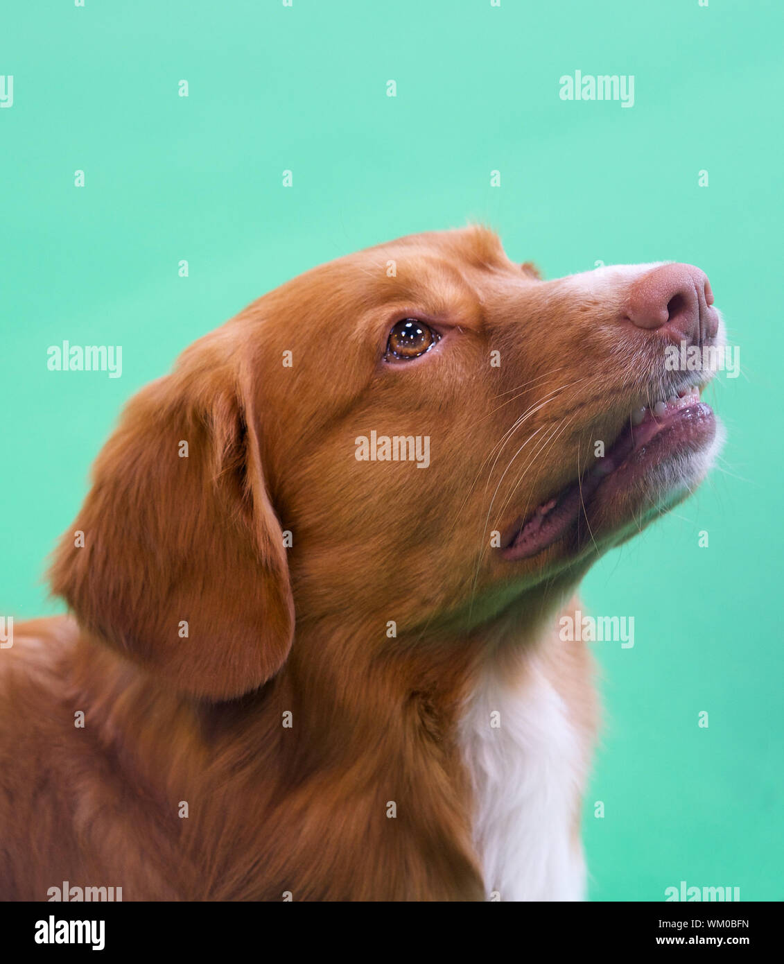 Retriever nova scotia duck tolling hi-res stock photography and images ...