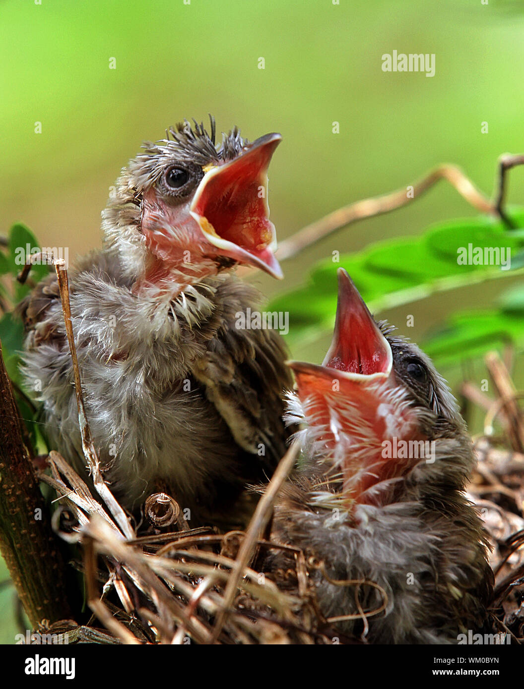 Open Birds Mouth High Resolution Stock Photography and Images - Alamy