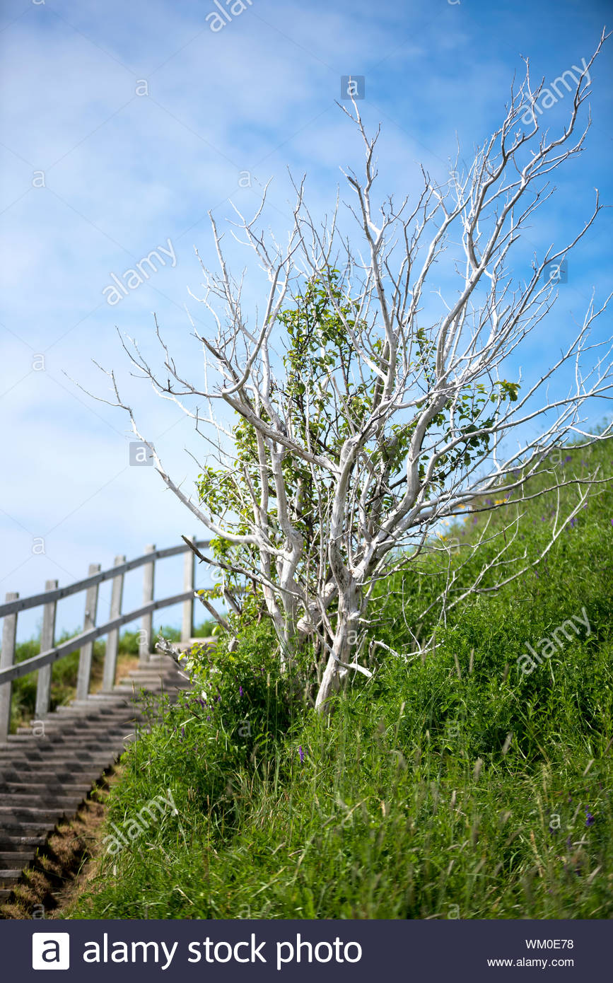 Trees Newfoundland Canada Stock Photos & Trees Newfoundland Canada ...