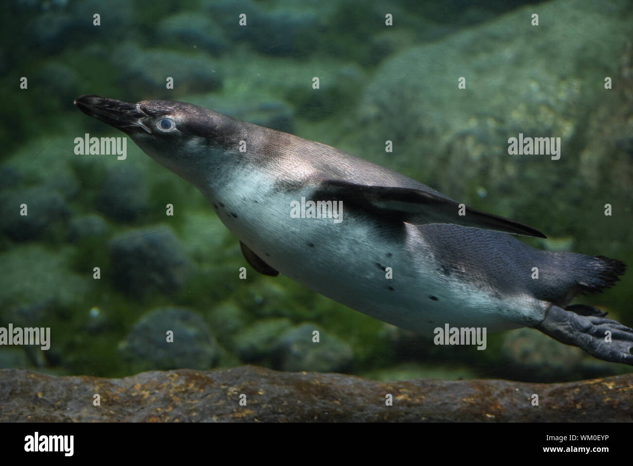 Glass Penguin Stock Photos & Glass Penguin Stock Images - Alamy