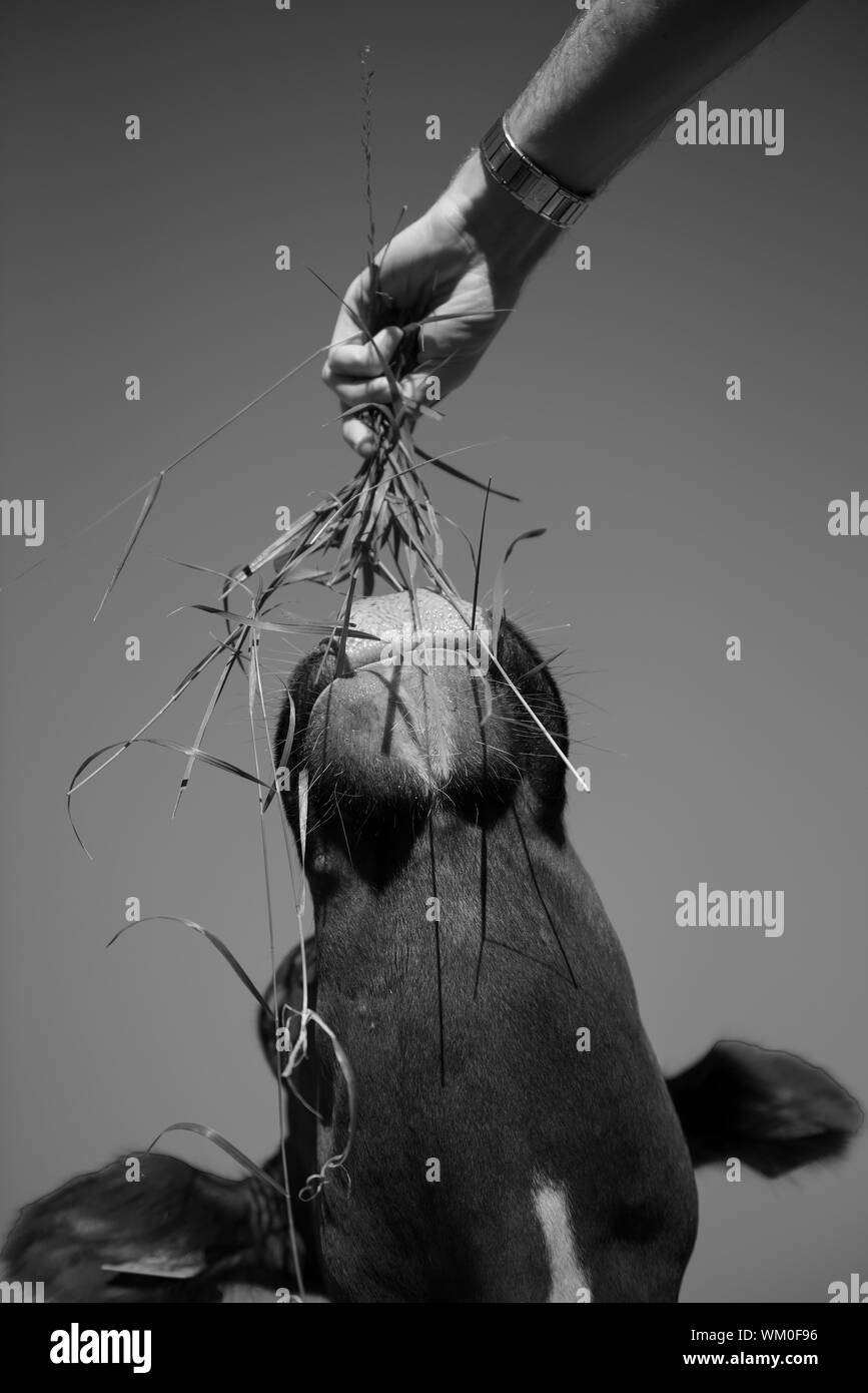 Hand feeding cow hi-res stock photography and images - Alamy