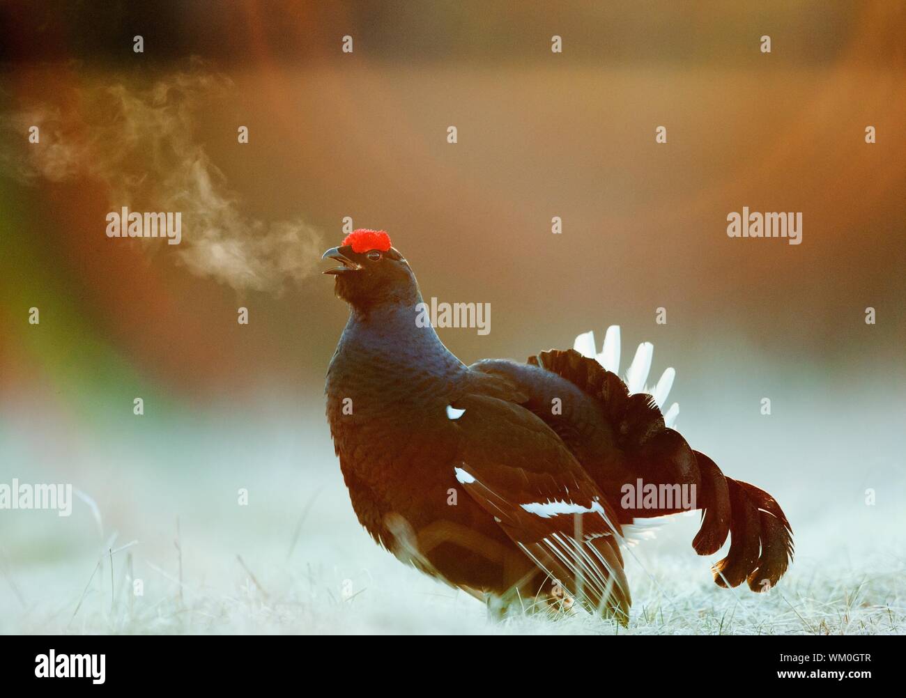 Lekking Black Grouse ( Lyrurus tetrix) Portrait. Early morning Stock ...